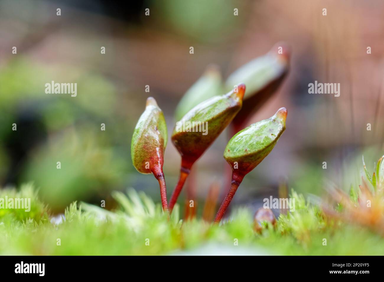 Bug-on-a-stick moss (Buxbaumia aphylla Stock Photo - Alamy