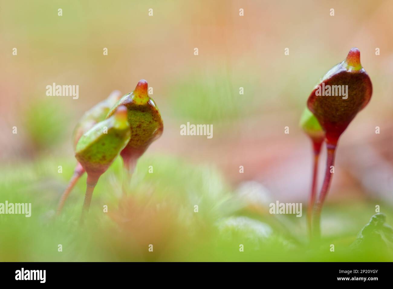 Bug-on-a-stick moss (Buxbaumia aphylla Stock Photo - Alamy