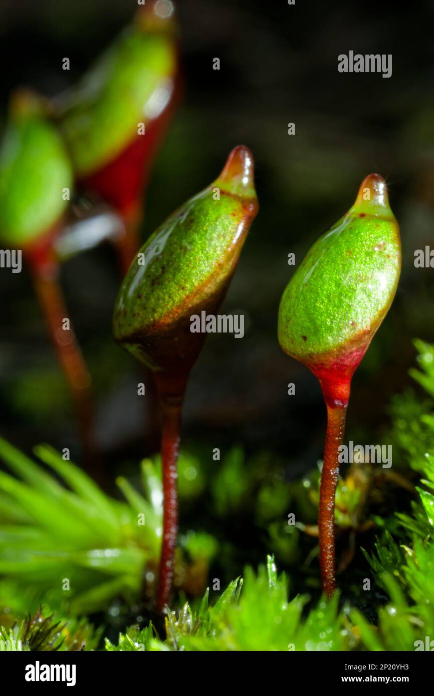 Bug-on-a-stick moss (Buxbaumia aphylla Stock Photo - Alamy