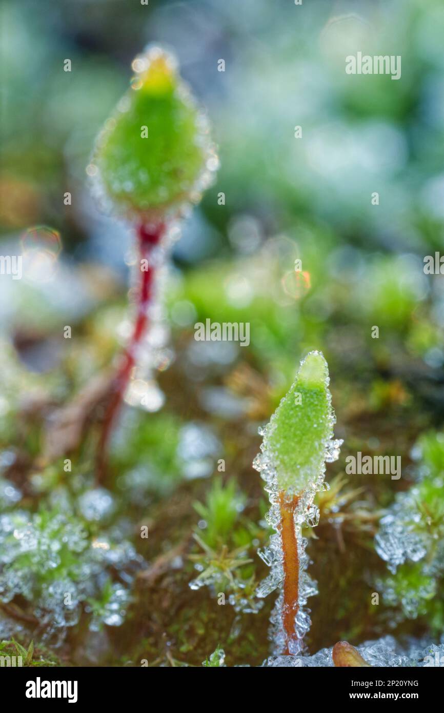 Bug-on-a-stick moss (Buxbaumia aphylla Stock Photo - Alamy