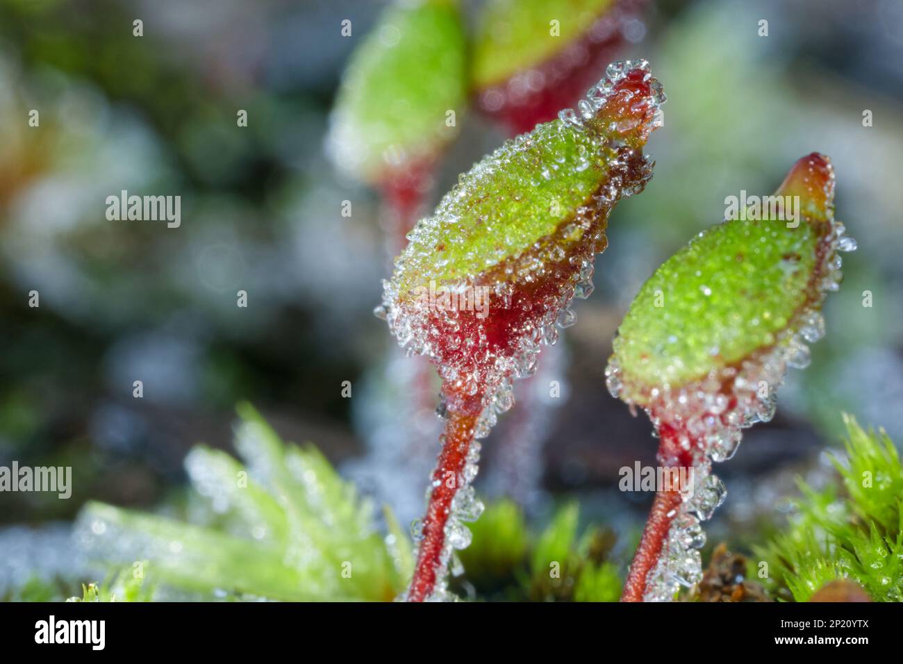 Bug-on-a-stick moss (Buxbaumia aphylla Stock Photo - Alamy