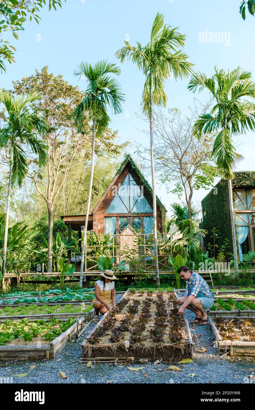 Community kitchen garden. Raised garden beds with plants in a vegetable ...