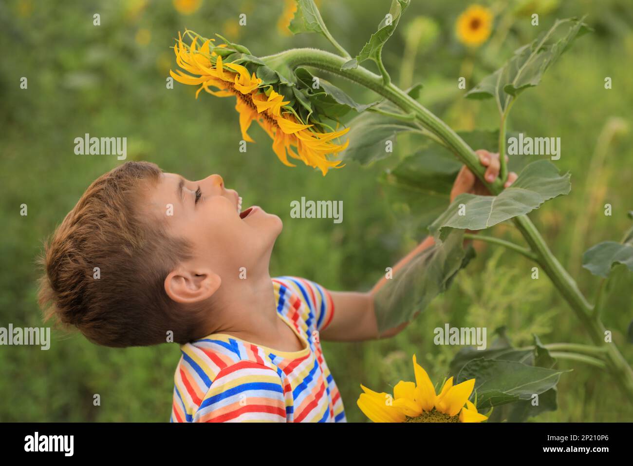 Cute little boy with blooming sunflower in field. Child spending time ...