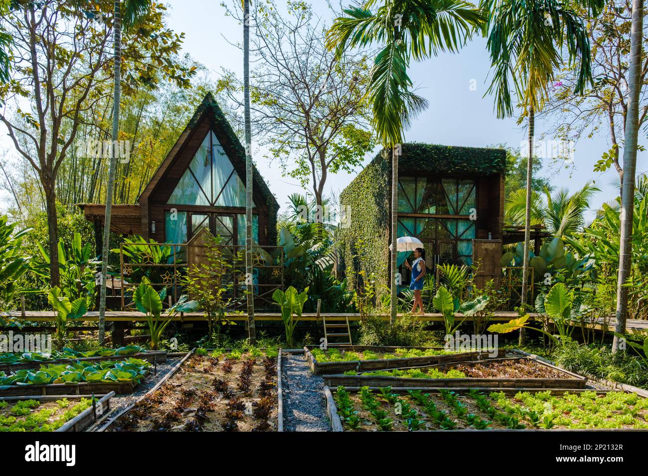 Community kitchen garden. Raised garden beds with plants in a vegetable ...