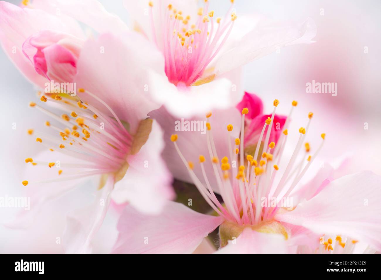 Pink almond blossoms in spring Stock Photo - Alamy