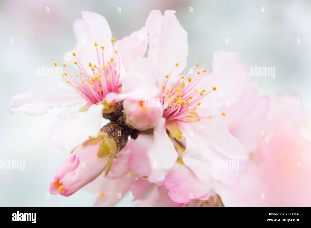 Close up pink almond tree hi-res stock photography and images - Alamy