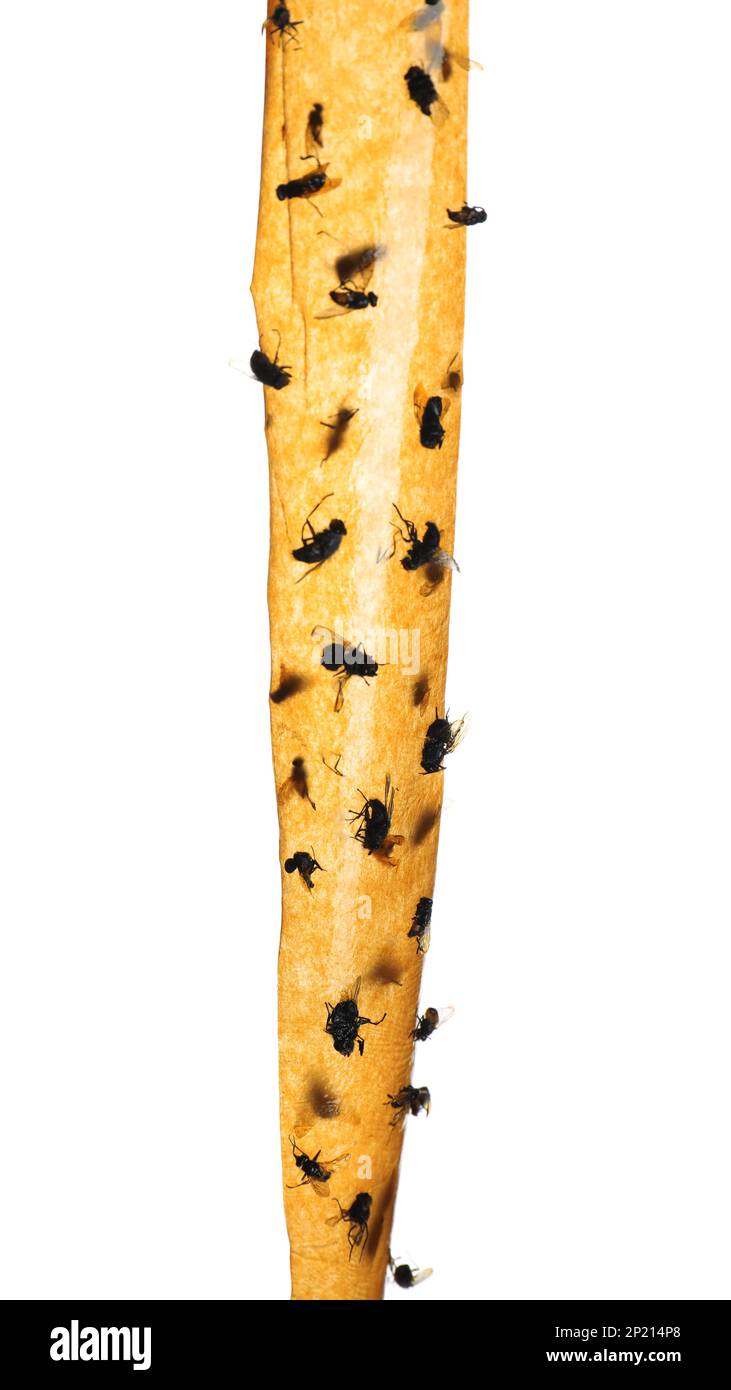 Sticky insect tape with dead flies isolated on white Stock Photo - Alamy