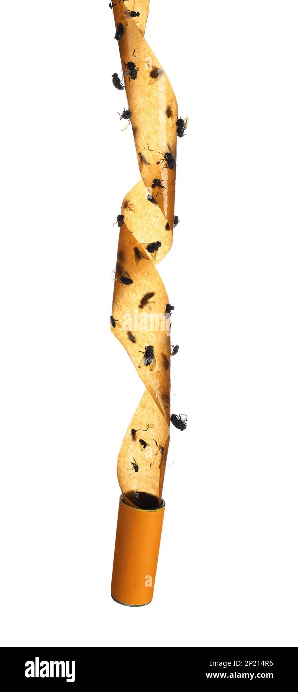 Sticky insect tape with dead flies isolated on white Stock Photo - Alamy