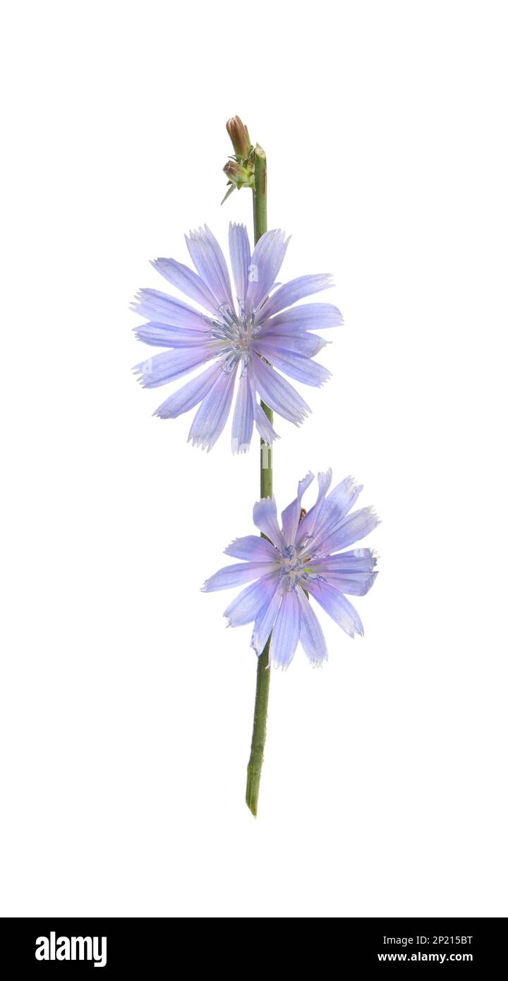 Chicory plant Cut Out Stock Images & Pictures - Alamy