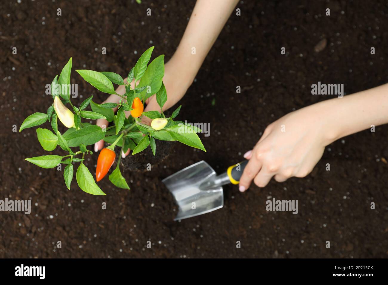 Woman transplanting pepper plant into soil, top view Stock Photo - Alamy