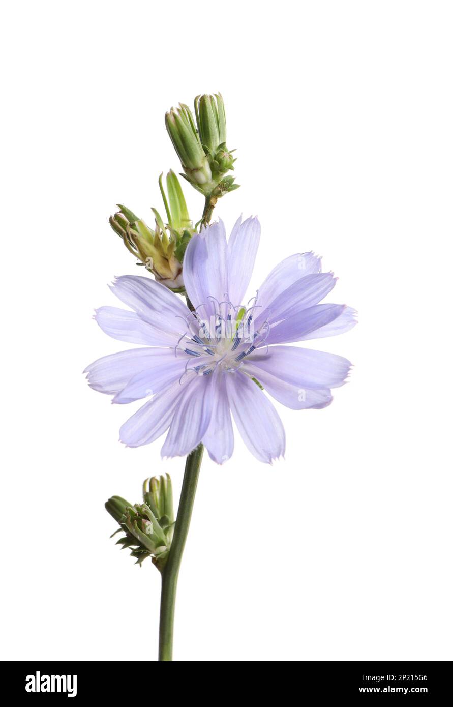 Chicory flower on meadow Cut Out Stock Images & Pictures - Alamy