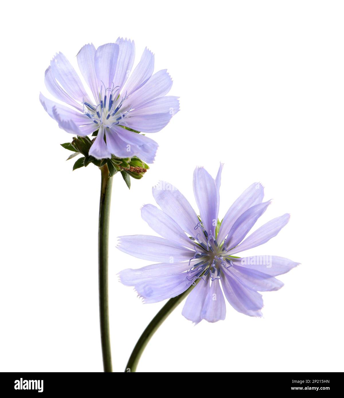 Beautiful blooming chicory flowers on white background Stock Photo - Alamy