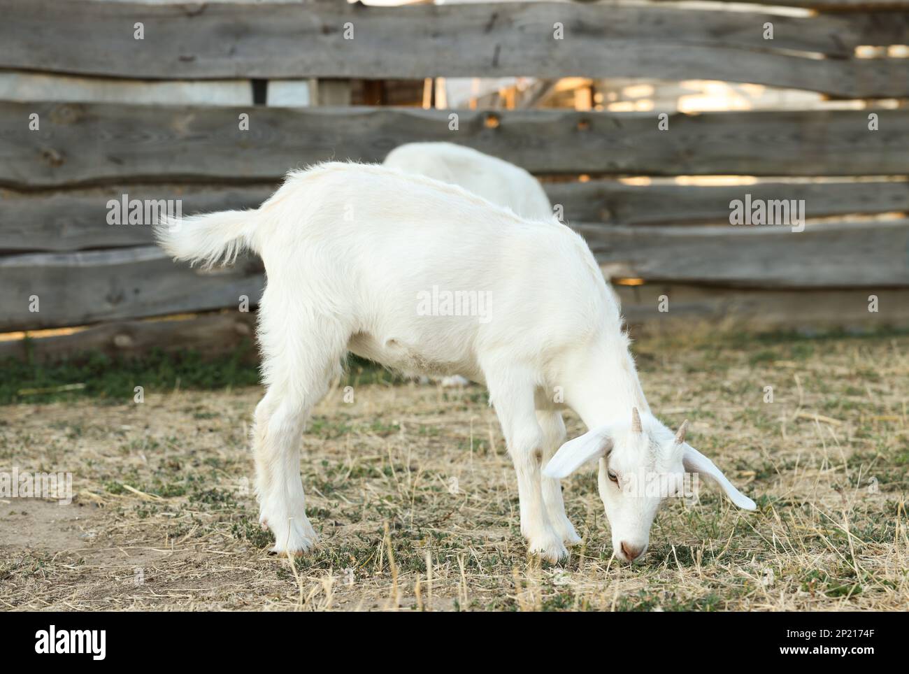 Cute goatling on pasture at farm. Baby animal Stock Photo - Alamy