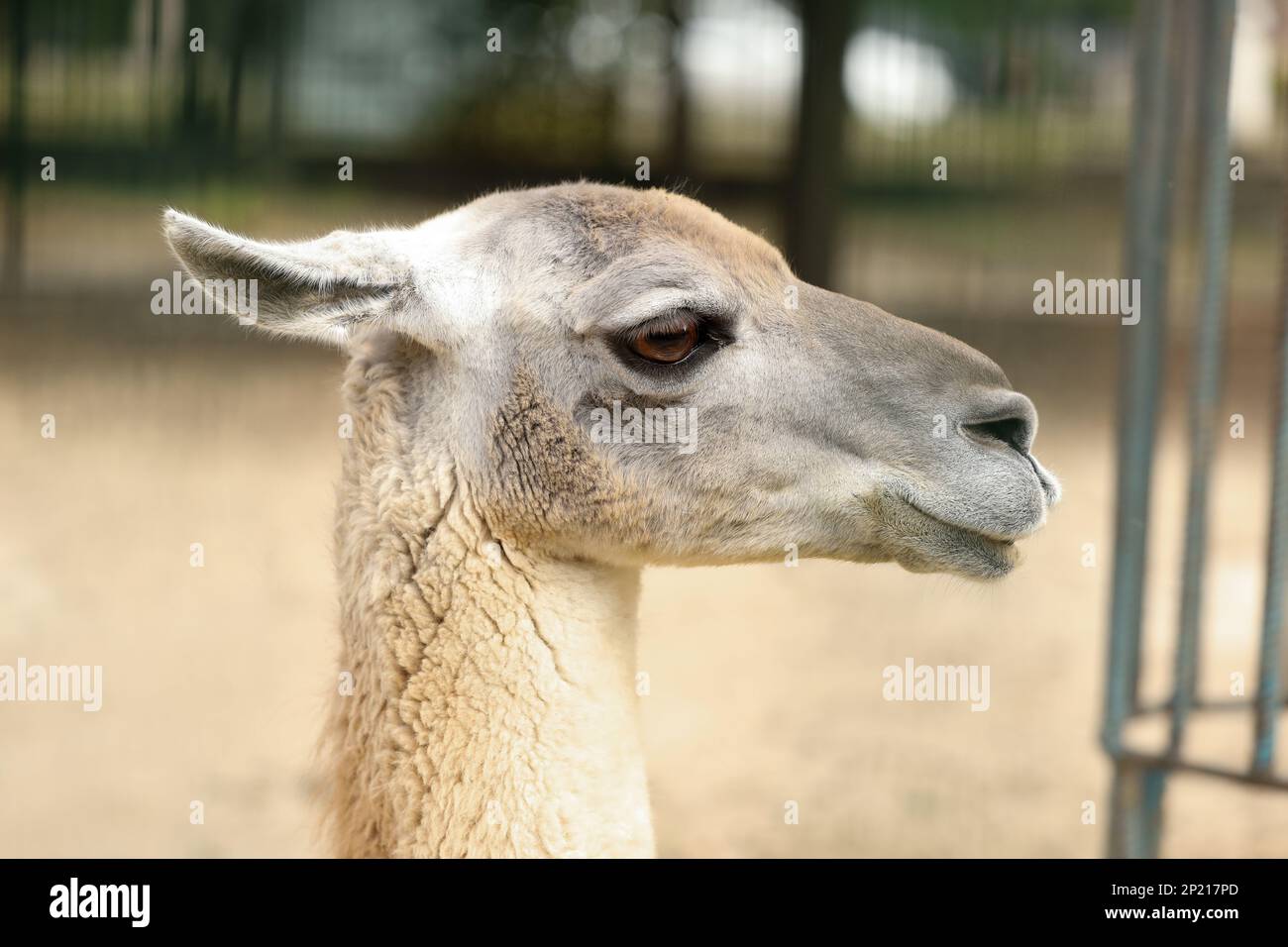 Cute guanaco in zoo, closeup. Wild animal Stock Photo - Alamy