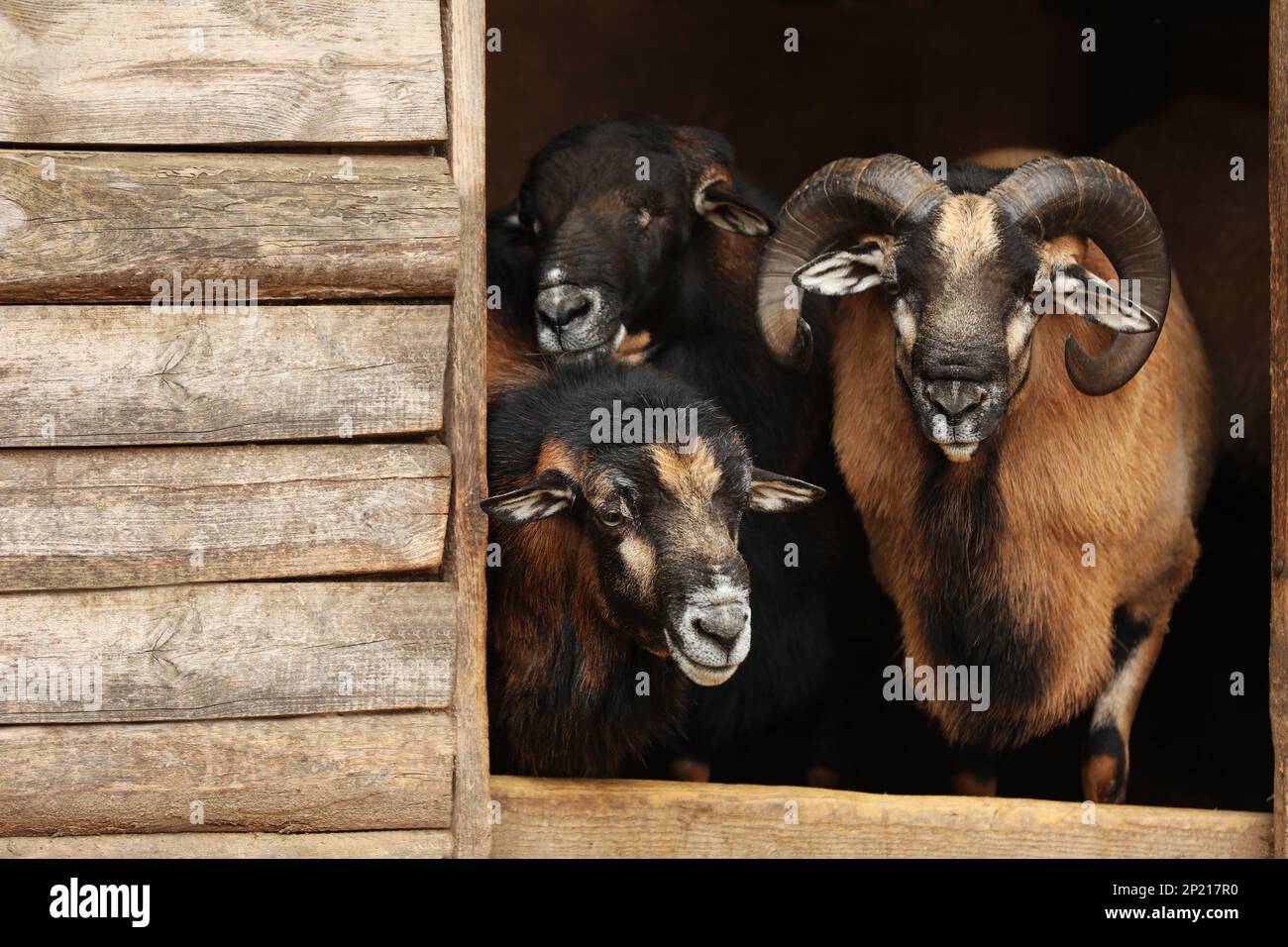 Beautiful ram and sheep in zoo enclosure Stock Photo - Alamy