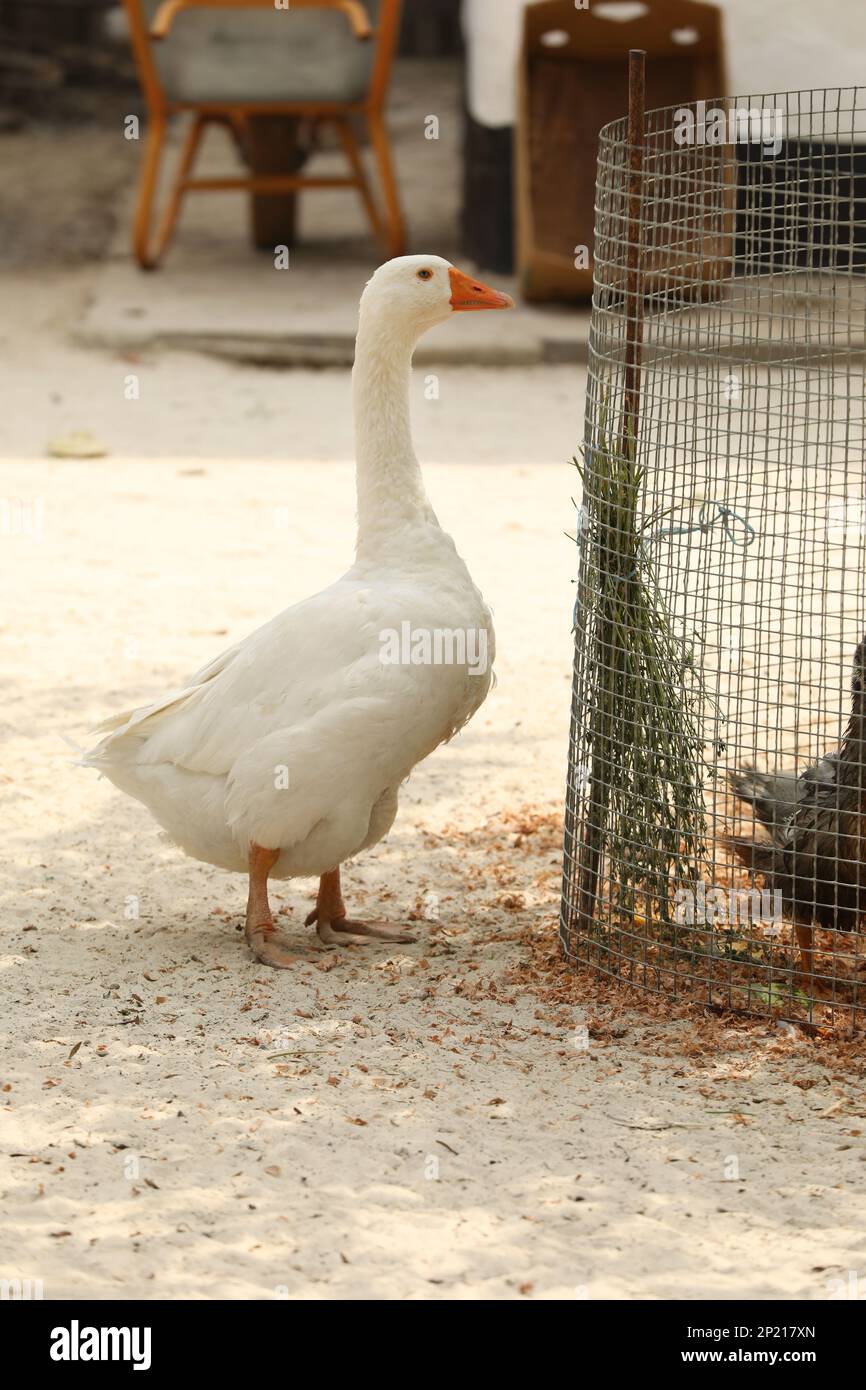 Beautiful domestic white goose in zoo enclosure Stock Photo - Alamy