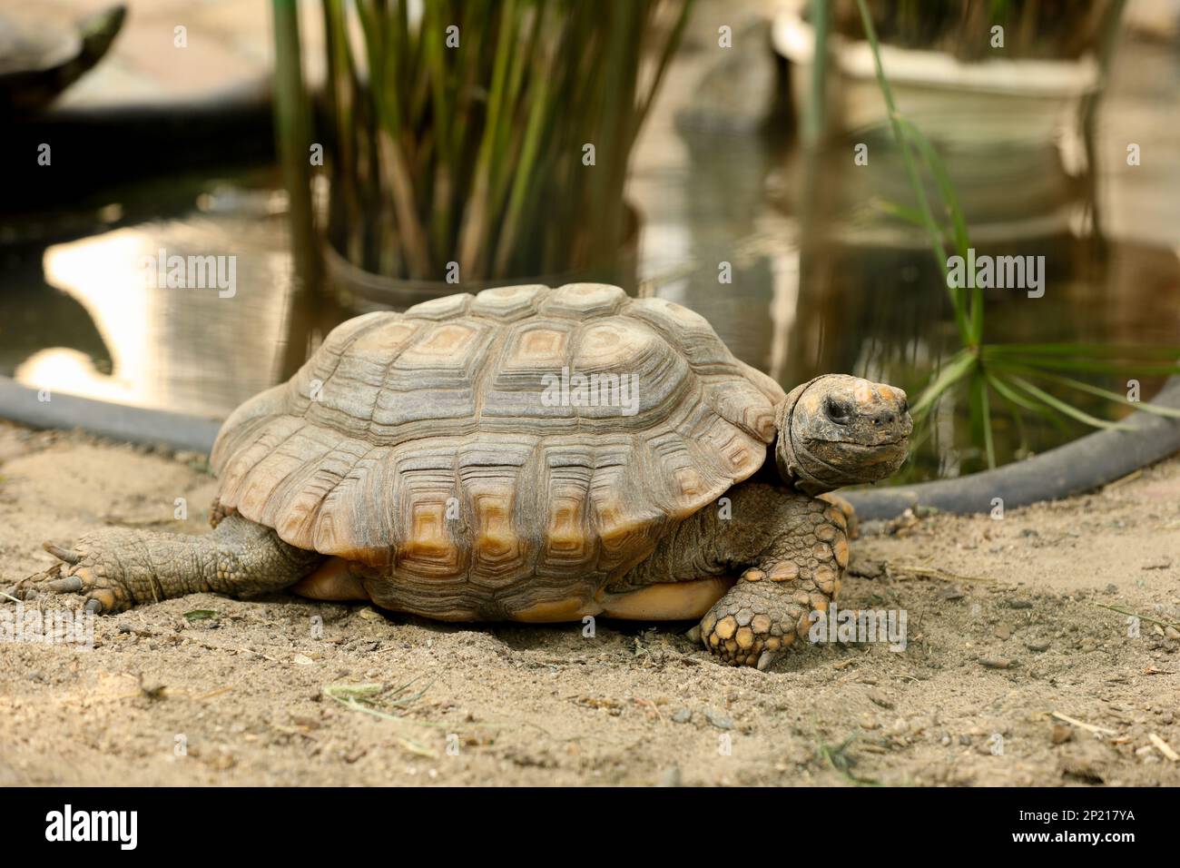 Beautiful tortoise in zoo enclosure. Wild animal Stock Photo - Alamy