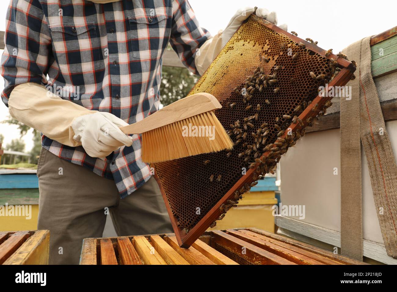 Beekeeper brushing bees from hive frame at apiary, closeup. Harvesting ...