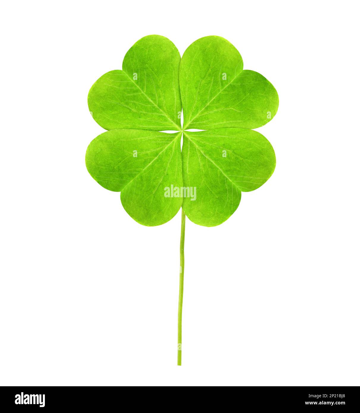 Fresh green four-leaf clover on white background Stock Photo - Alamy