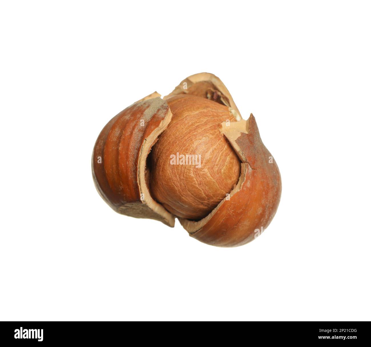 Hazelnut in shell hi-res stock photography and images - Alamy