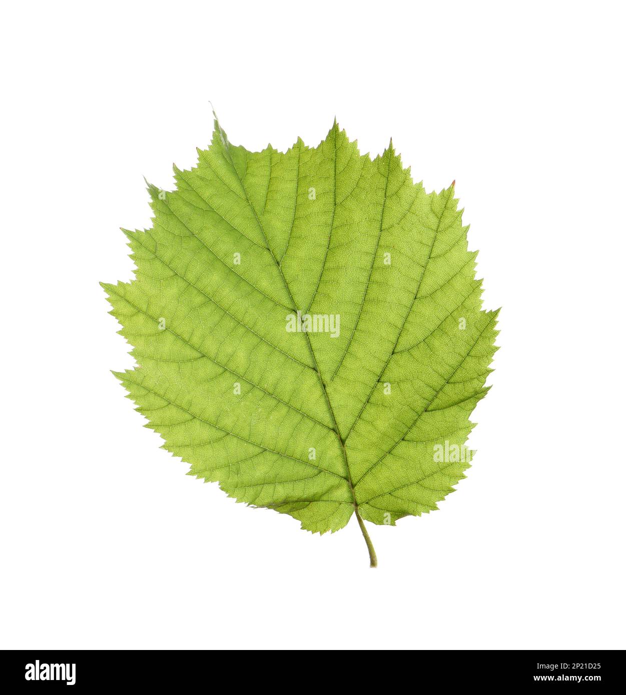 Fresh green hazel leaf isolated on white Stock Photo - Alamy