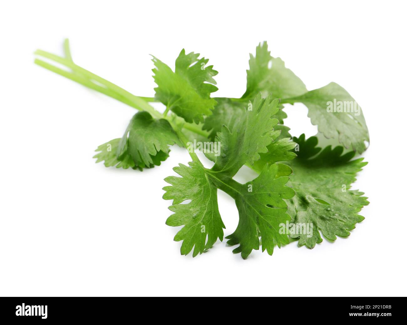 Fresh green coriander leaves on white background Stock Photo - Alamy