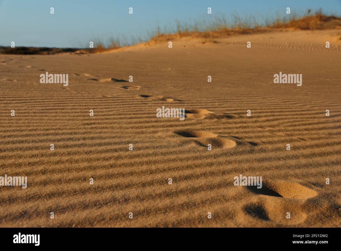 Trail of footprints on sand in desert Stock Photo - Alamy