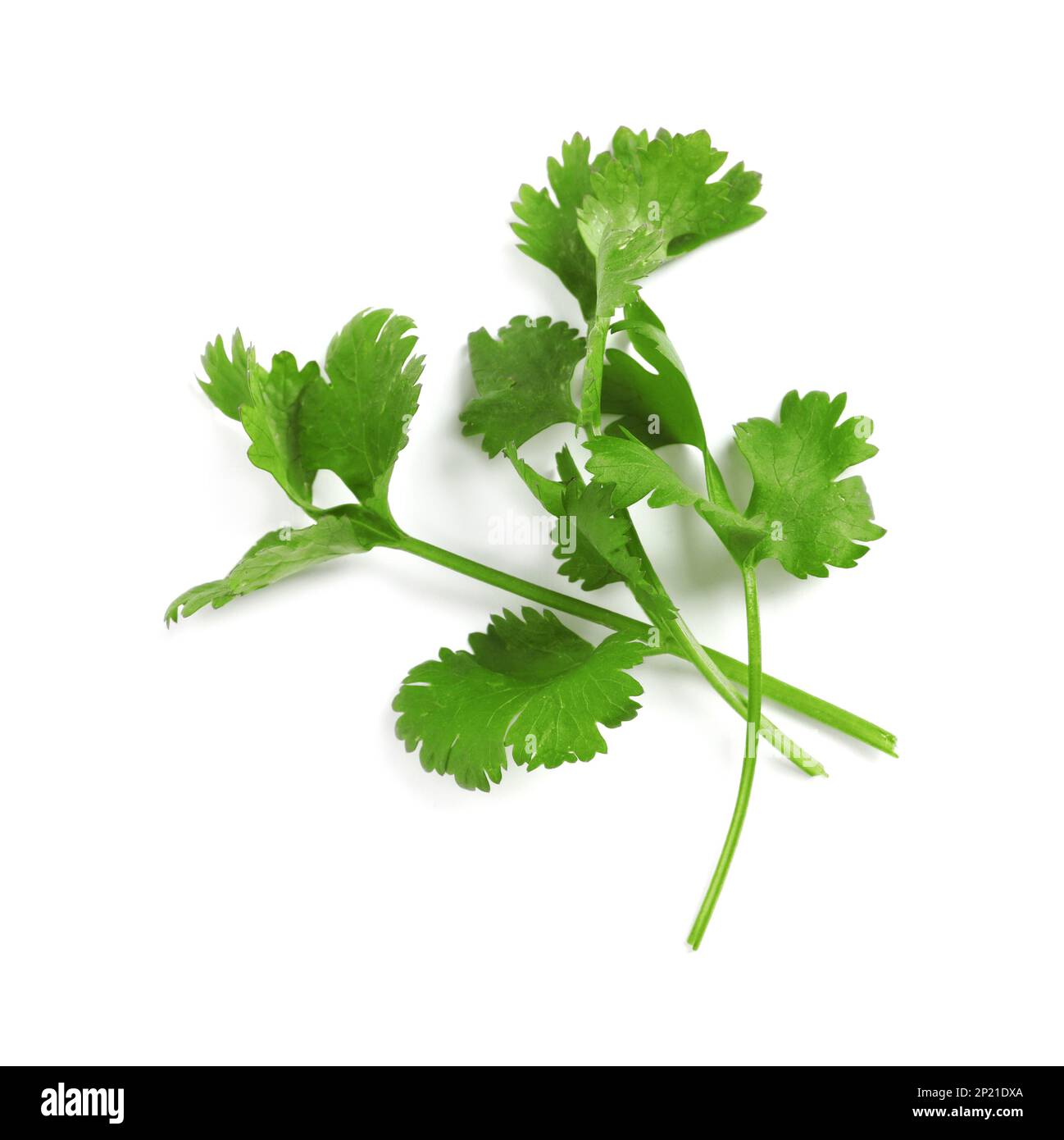 Fresh green coriander leaves on white background, top view Stock Photo ...