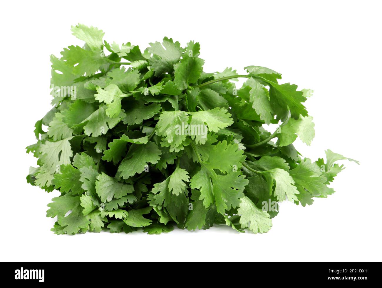 Bunch of fresh coriander on white background Stock Photo - Alamy
