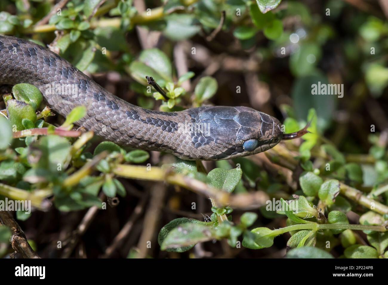 Schlingnatter snake hi-res stock photography and images - Alamy