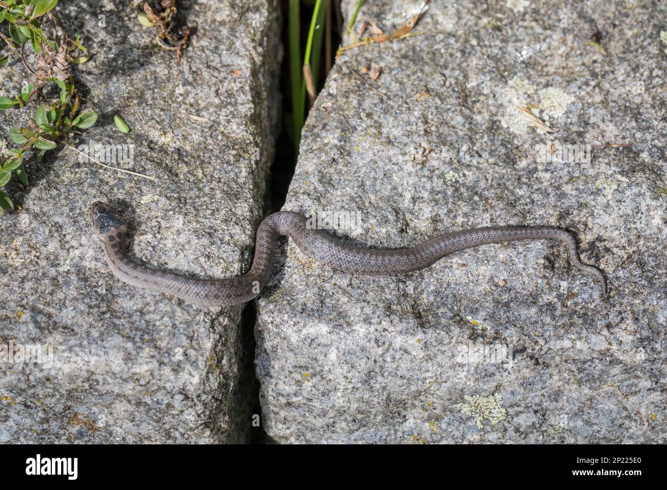 Schlingnatter, Coronella austriaca, smooth snake Stock Photo - Alamy