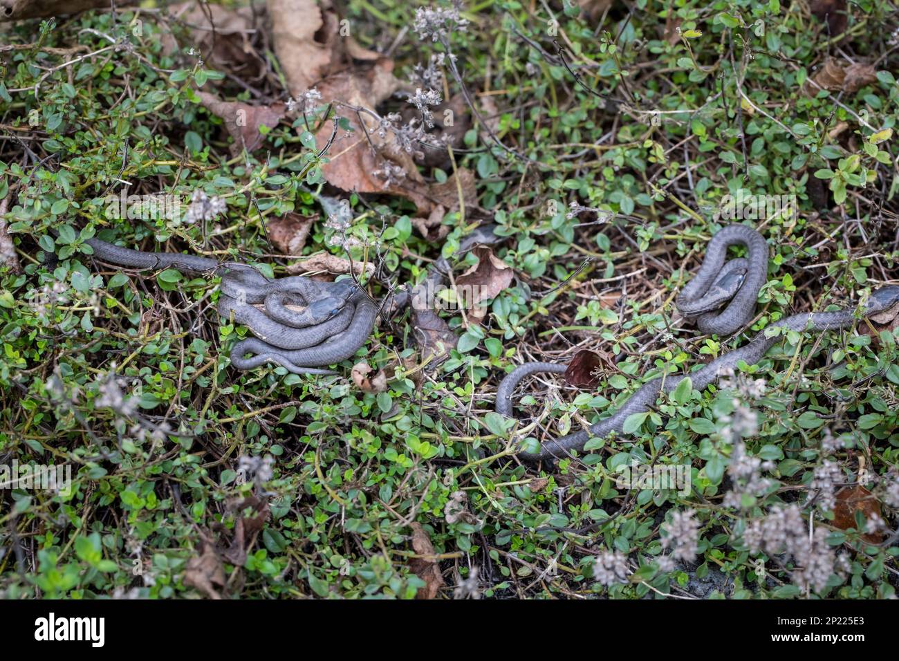 Schlingnatter, Coronella austriaca, smooth snake Stock Photo - Alamy