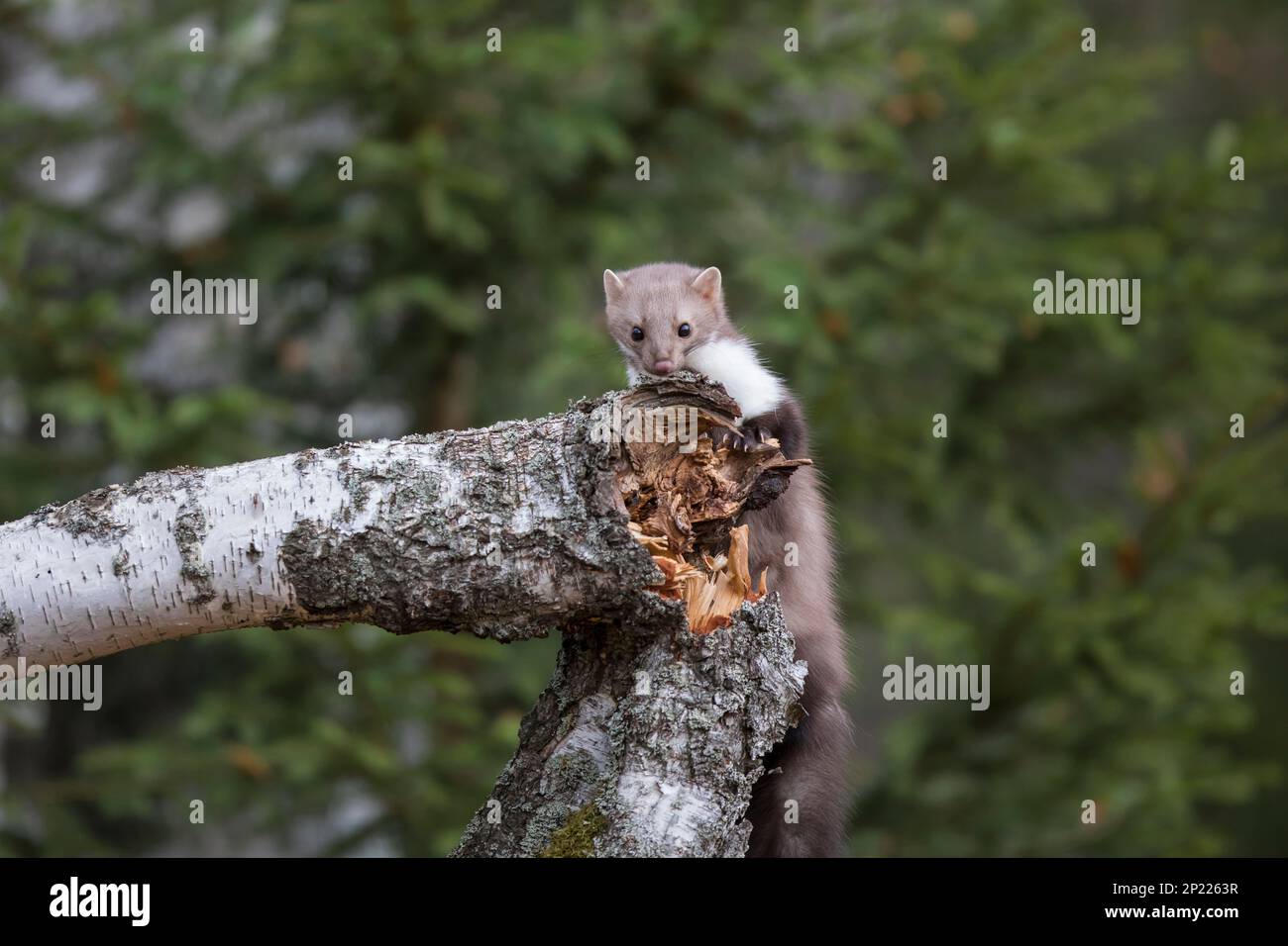 Steinmarder, Martes foina, stone marten Stock Photo - Alamy