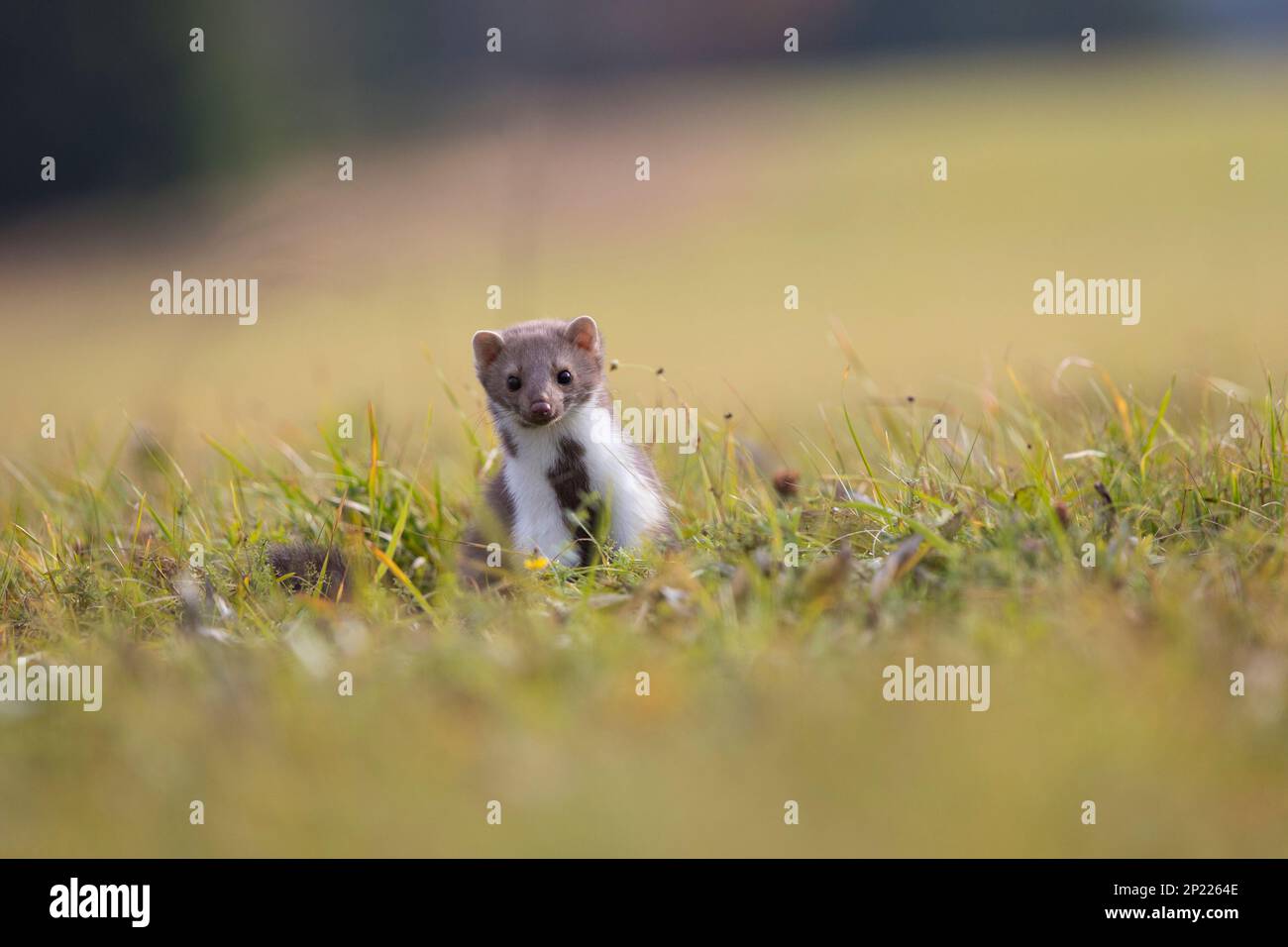 Steinmarder, Martes foina, stone marten Stock Photo - Alamy