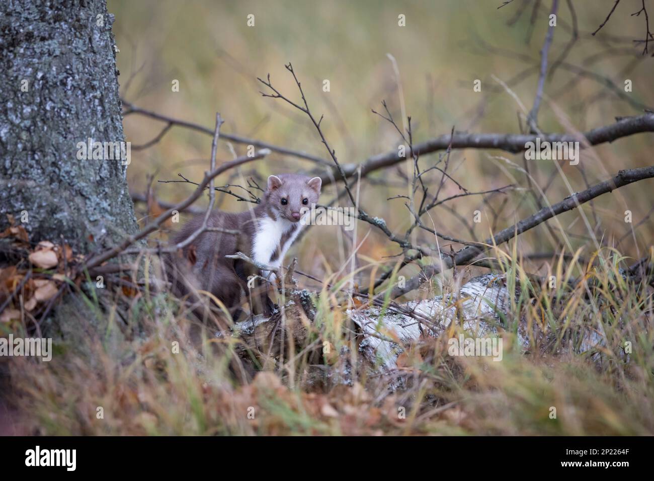Steinmarder, Martes foina, stone marten Stock Photo - Alamy