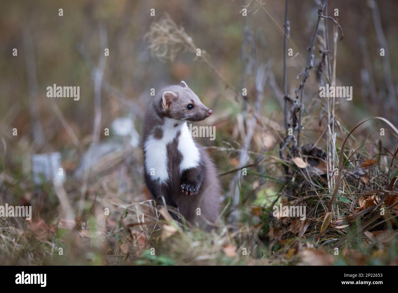 Steinmarder, Martes foina, stone marten Stock Photo - Alamy
