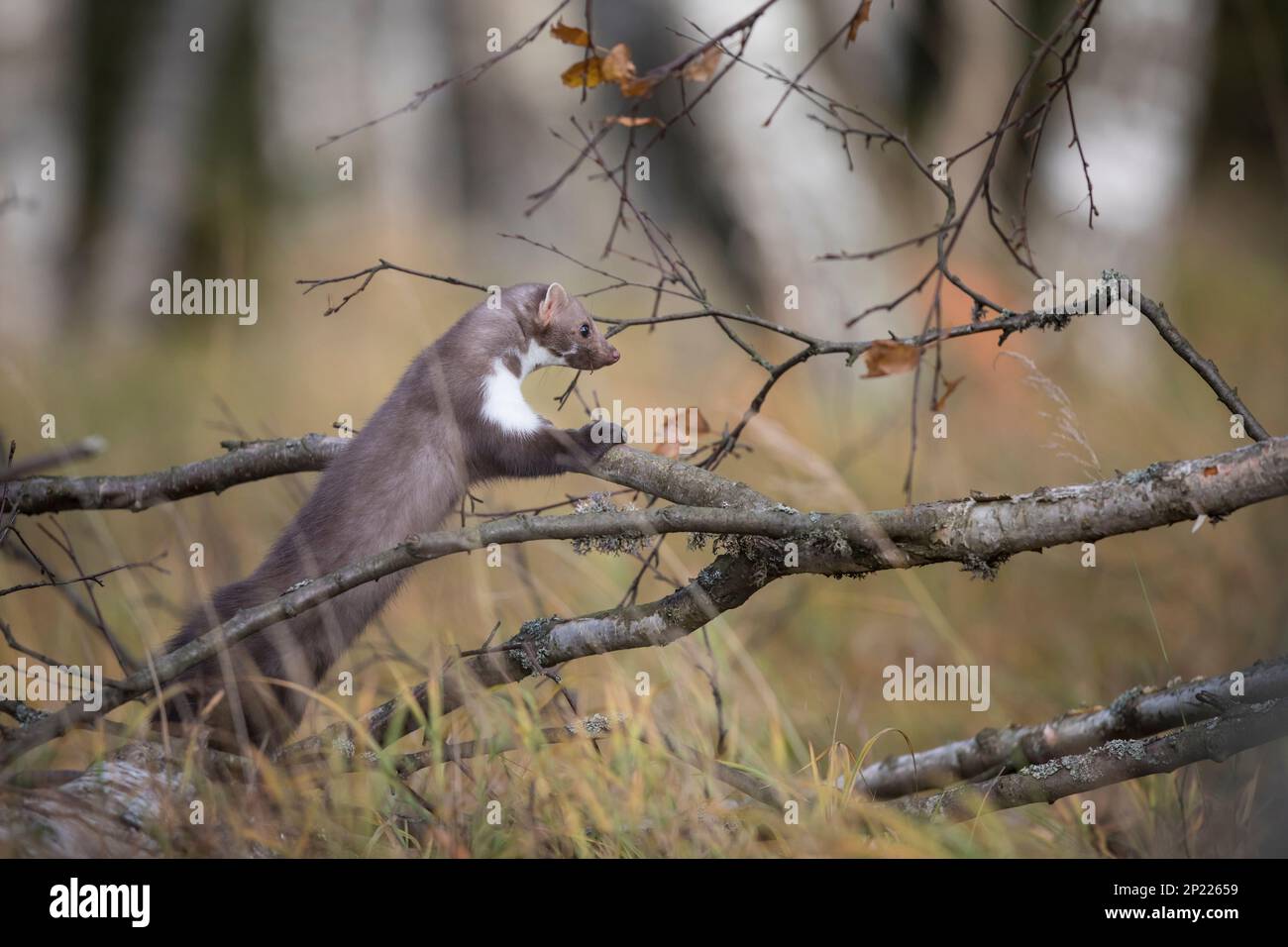 Steinmarder, Martes foina, stone marten Stock Photo - Alamy