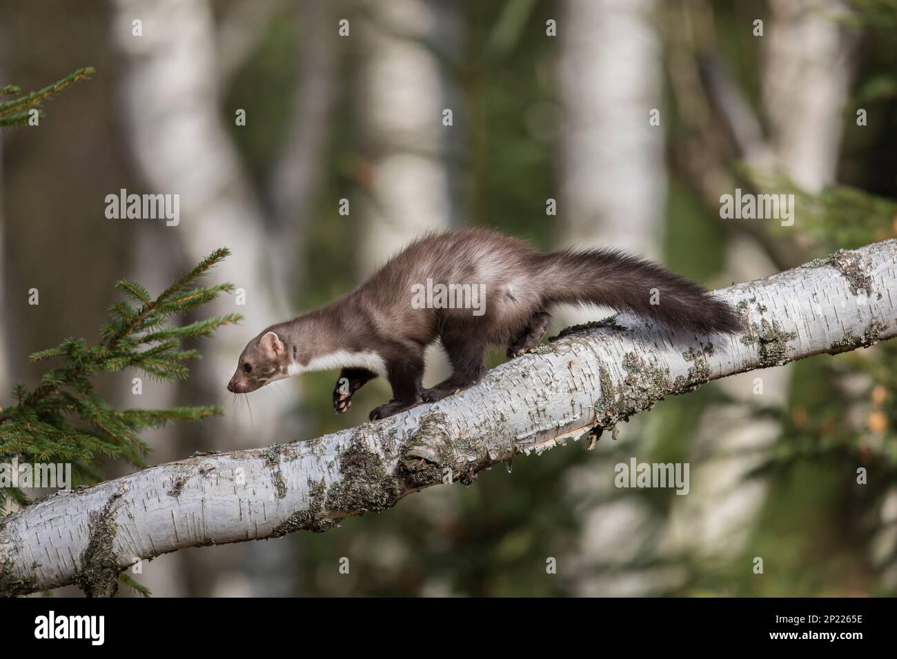 Steinmarder, Martes foina, stone marten Stock Photo - Alamy