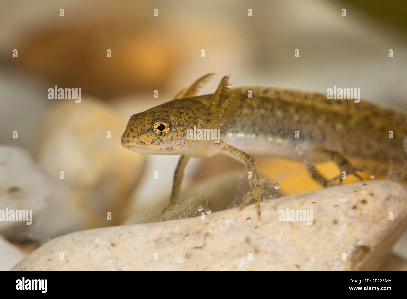 Teichmolch-Larve, Lissotriton vulgaris, smooth newt Stock Photo - Alamy