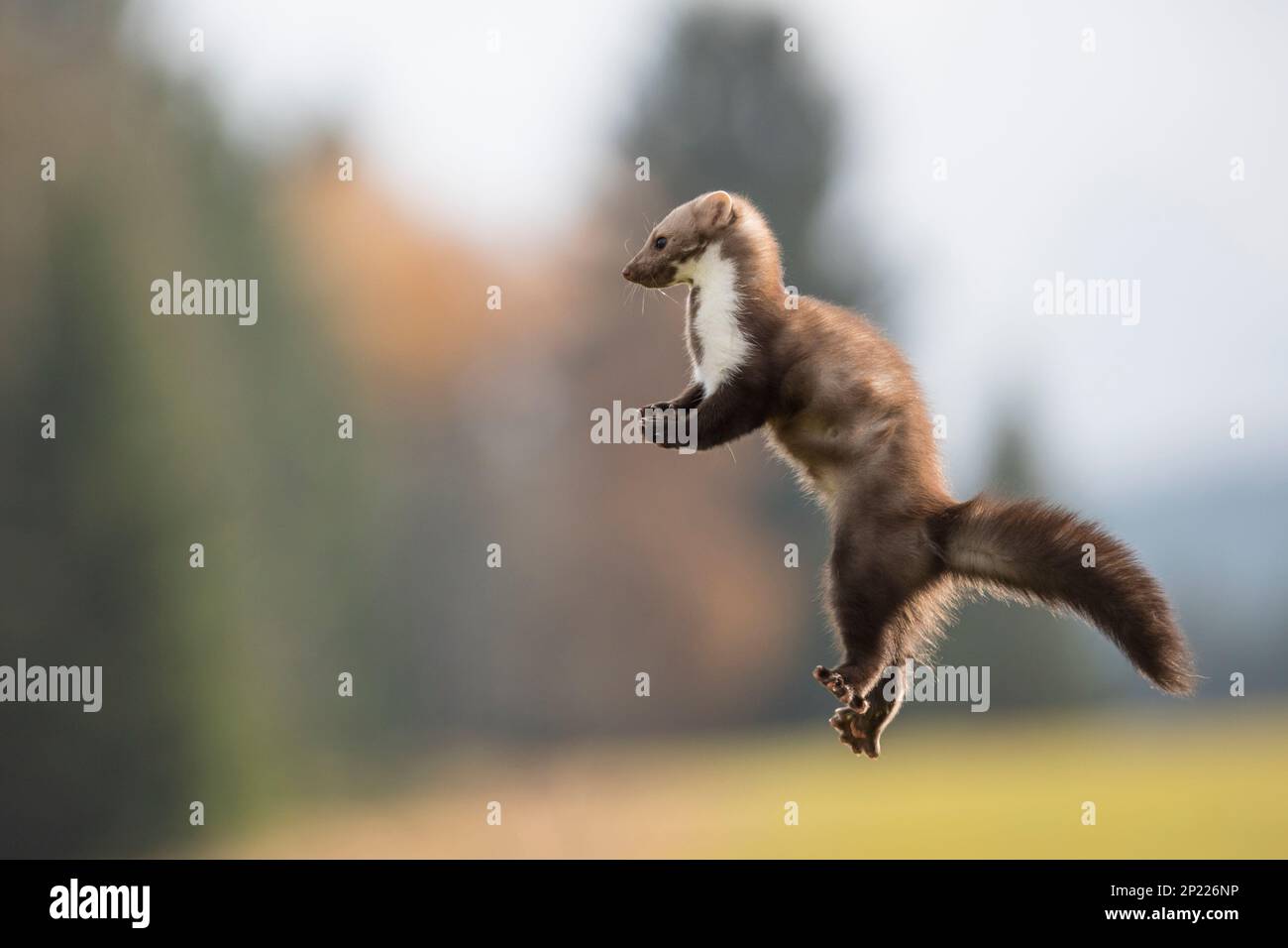 Steinmarder, Martes foina, stone marten Stock Photo - Alamy