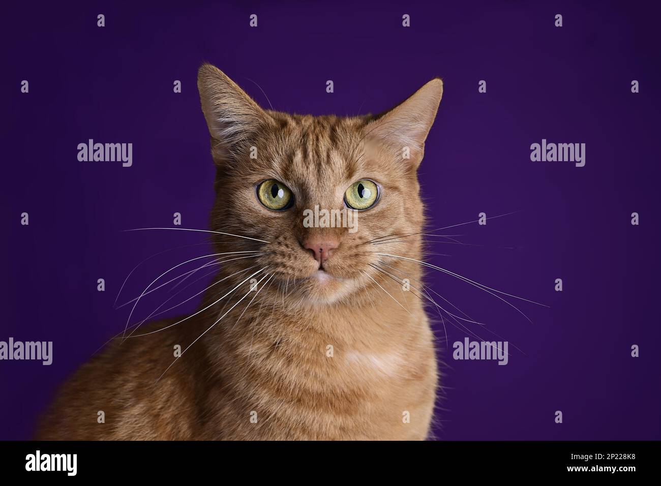 Funny ginger cat looking curious to the camera over dark background ...