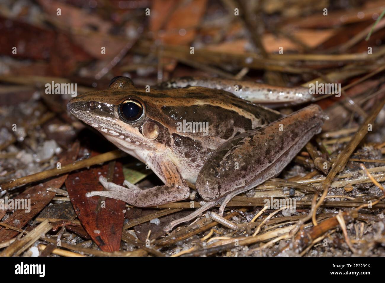 Australian native frog hi-res stock photography and images - Alamy