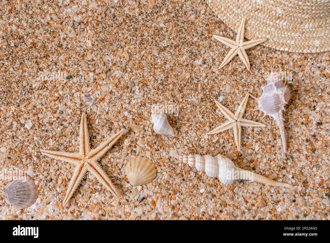 Sand shells background. Summer time concept with sea shells and ...