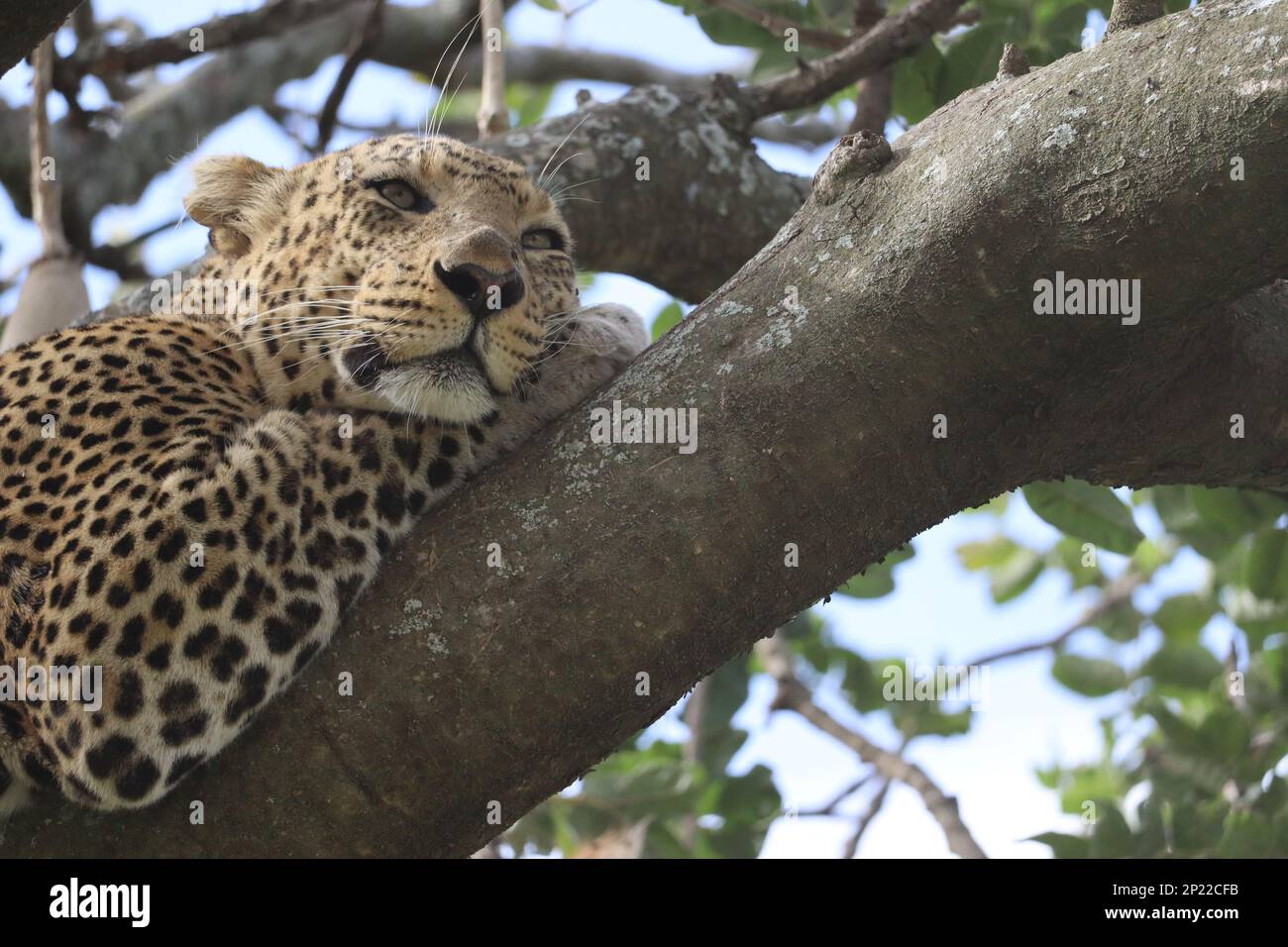 Serengeti tanzania leopard tree hi-res stock photography and images - Alamy