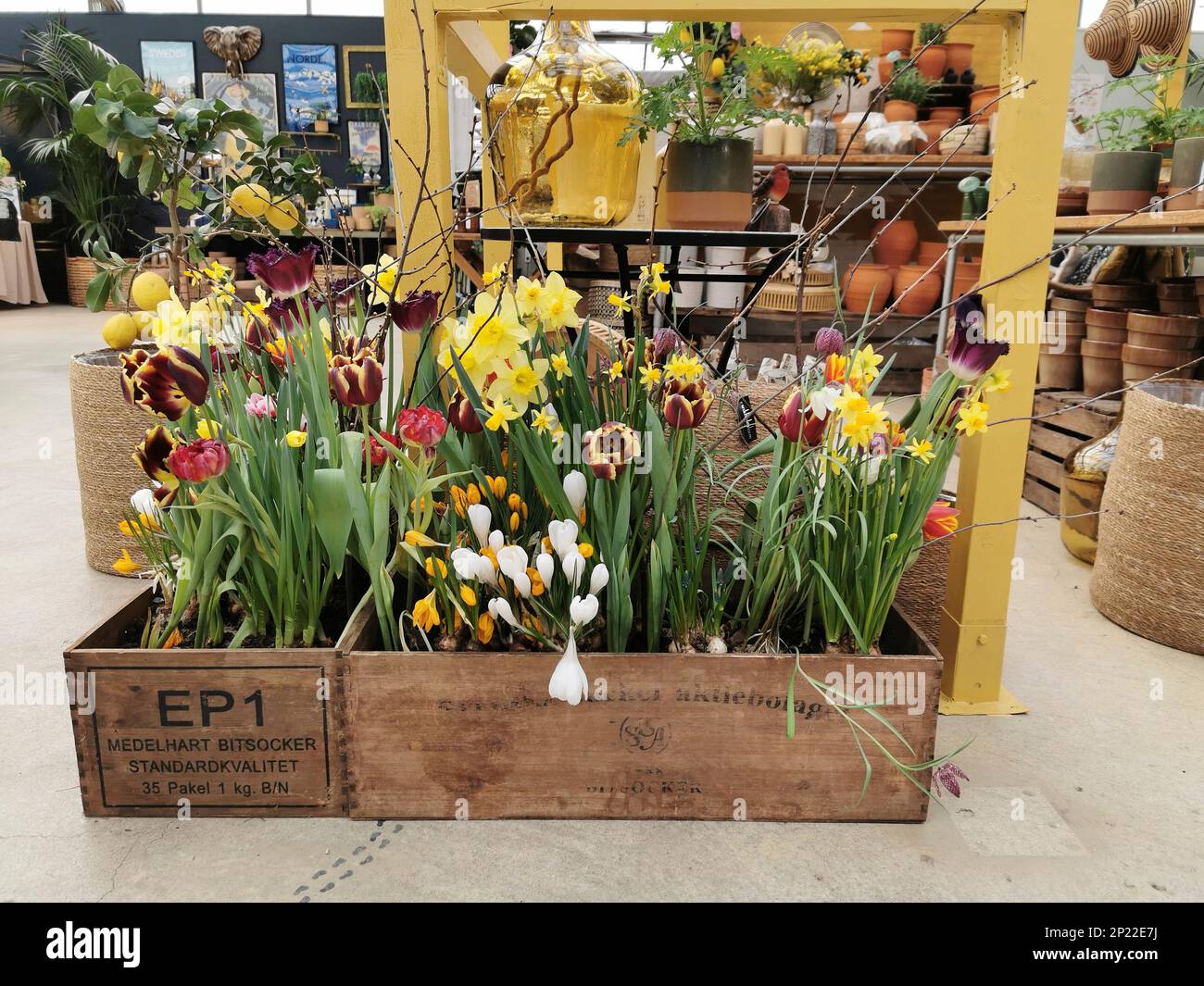 Spring flowers in wooden boxes Stock Photo - Alamy