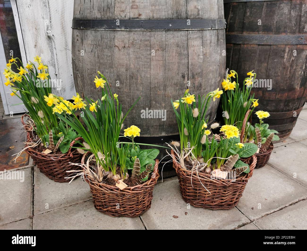 Narcissus and primula in baskets Stock Photo - Alamy
