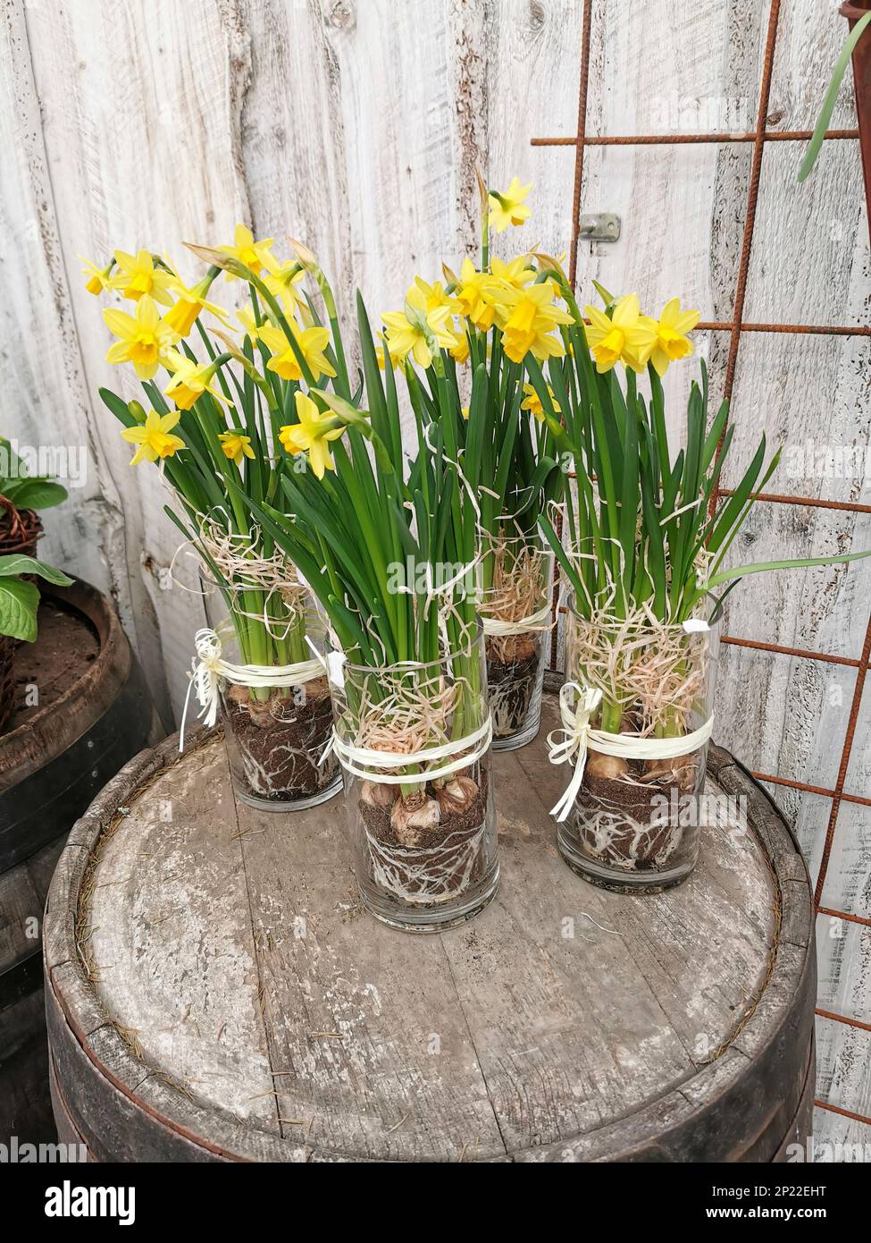 Daffodils in pots on a wooden barrel Stock Photo - Alamy