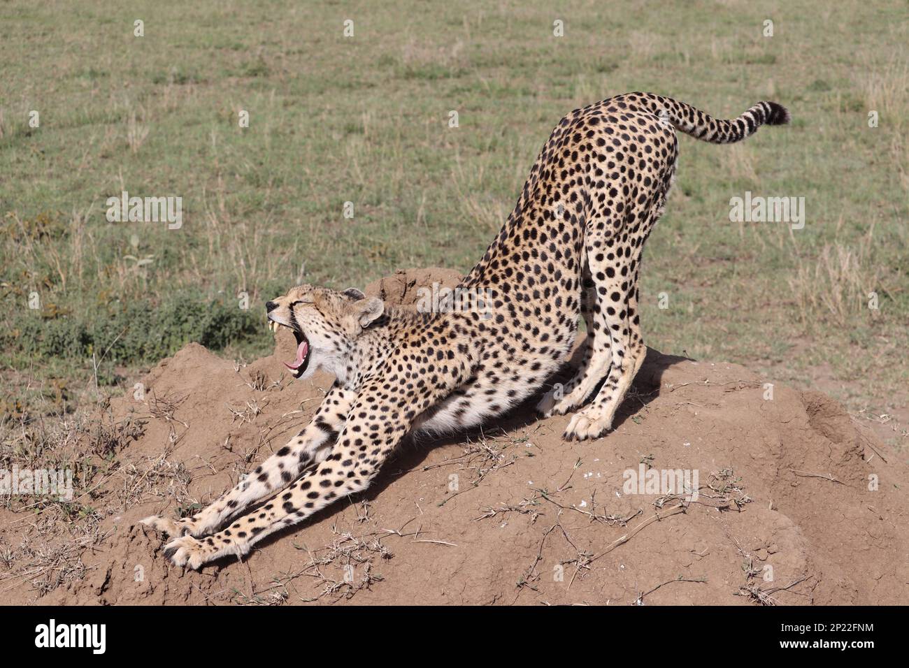 Cheeta in Tanzania, Serengeti National Parc, yawning cheeta Stock Photo ...