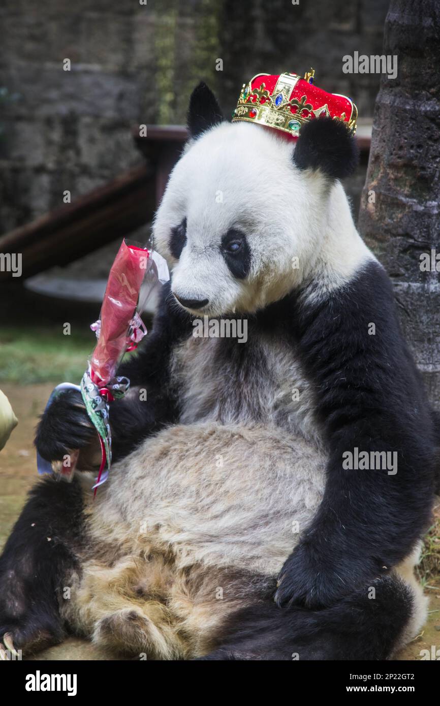 Basi the giant panda wears a crown and holds a bouquet as she observes ...