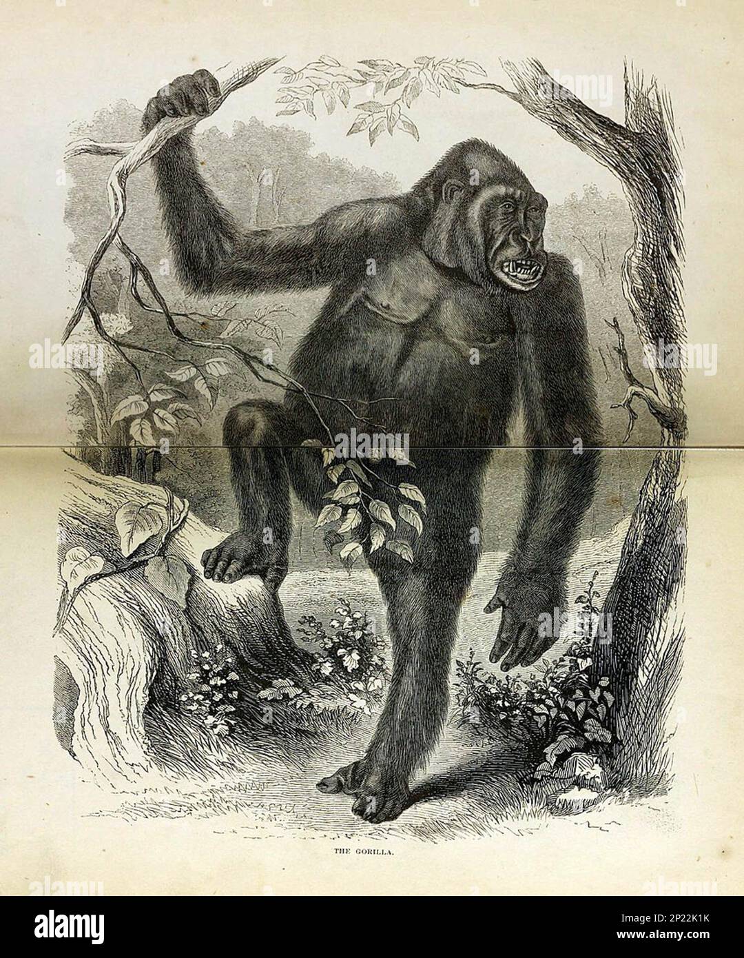 Explorations and adventures in Equatorial Africa, frontispiece Stock ...